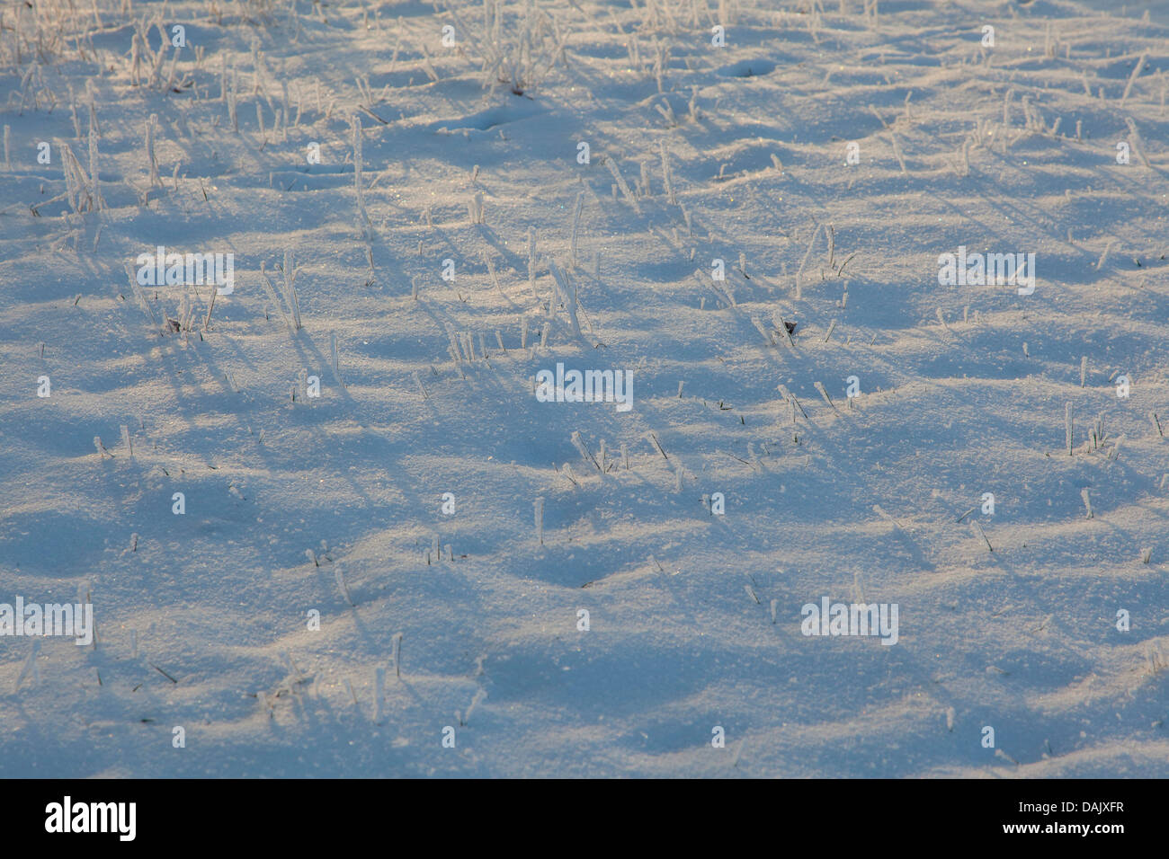 Grass and shadows hi-res stock photography and images - Alamy