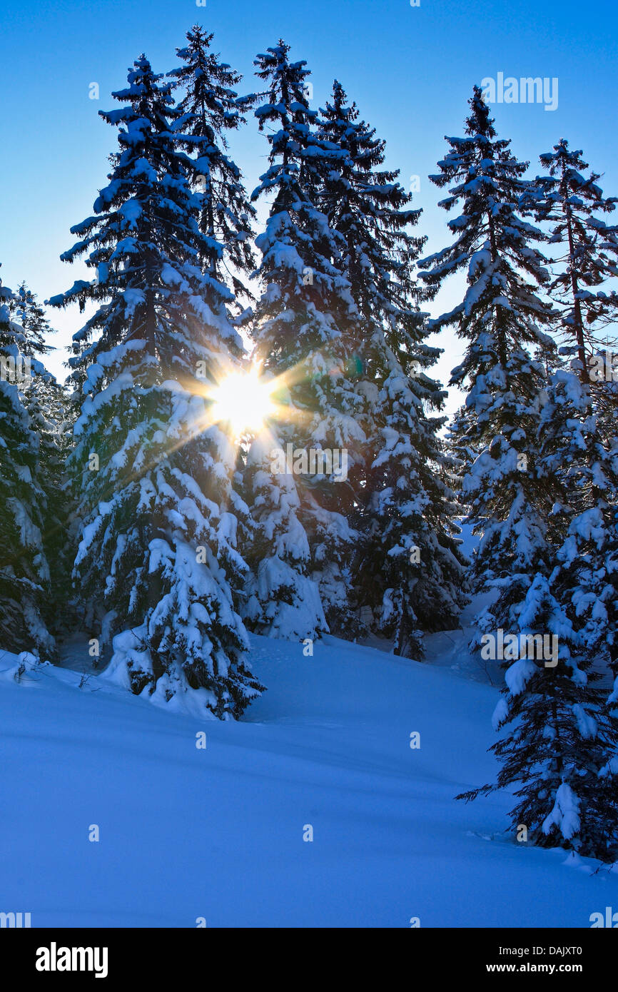 Snowbound picea abies trees hi-res stock photography and images - Alamy