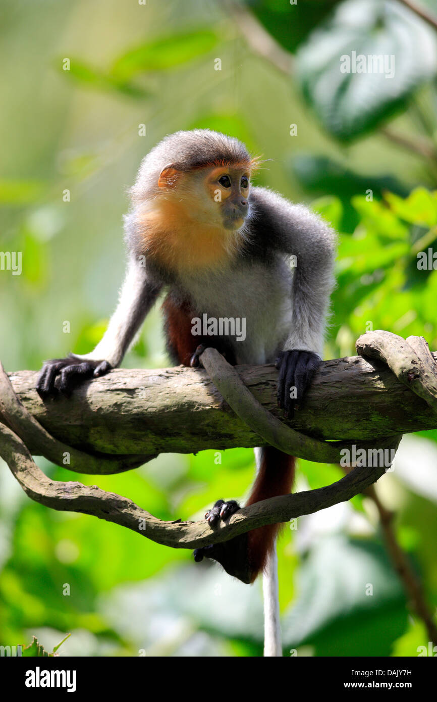 Red-shanked Douc (Pygathrix nemaeus), infant sitting in a tree, native ...