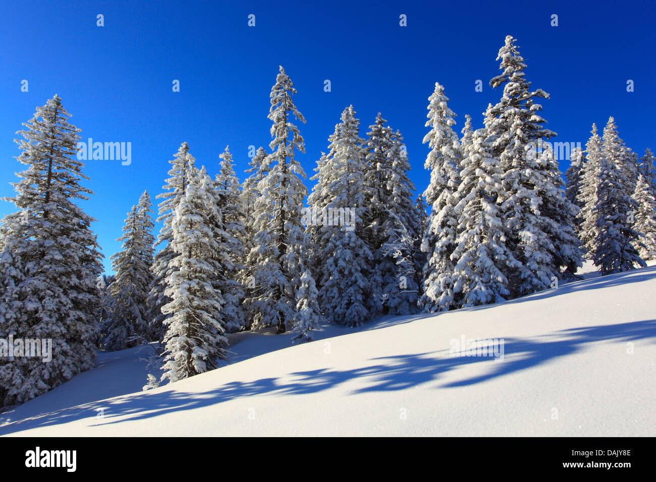 Norway spruce (Picea abies), snow-covered spruces in the Suisse Alps ...