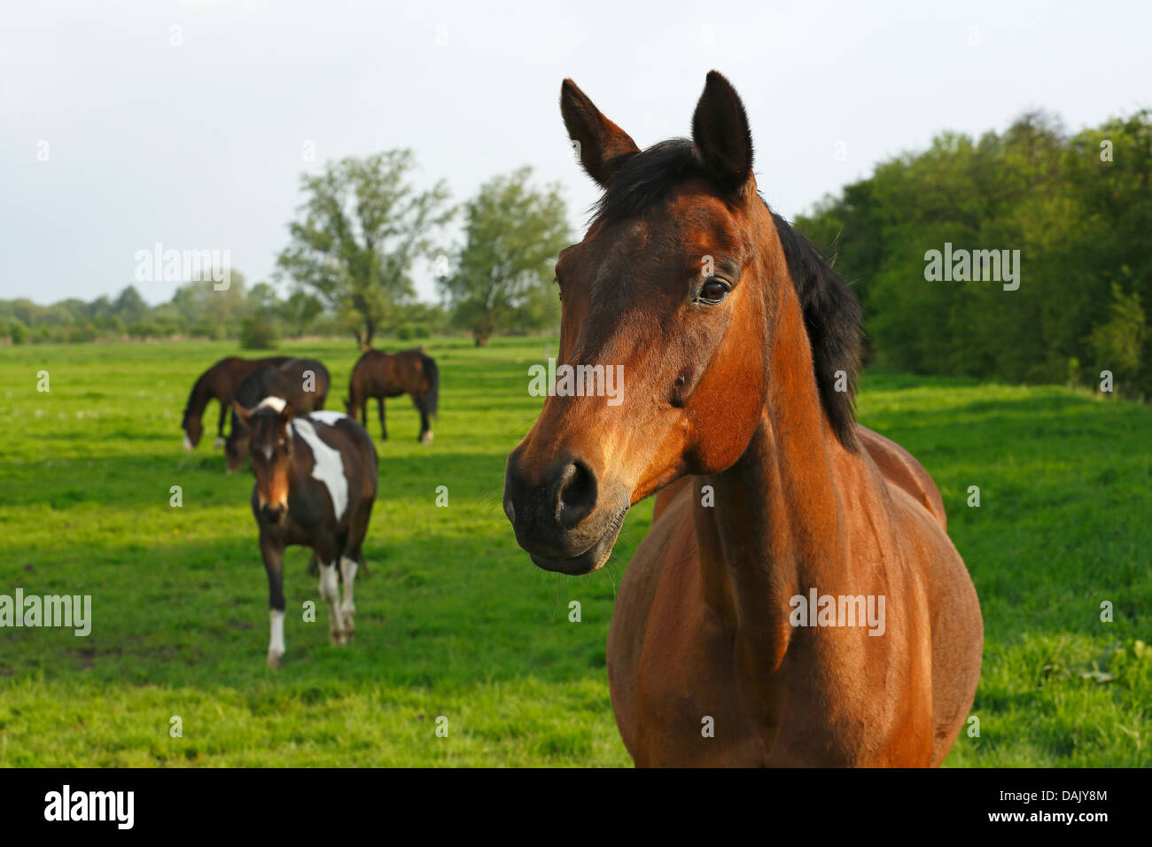 Light horses hi-res stock photography and images - Alamy