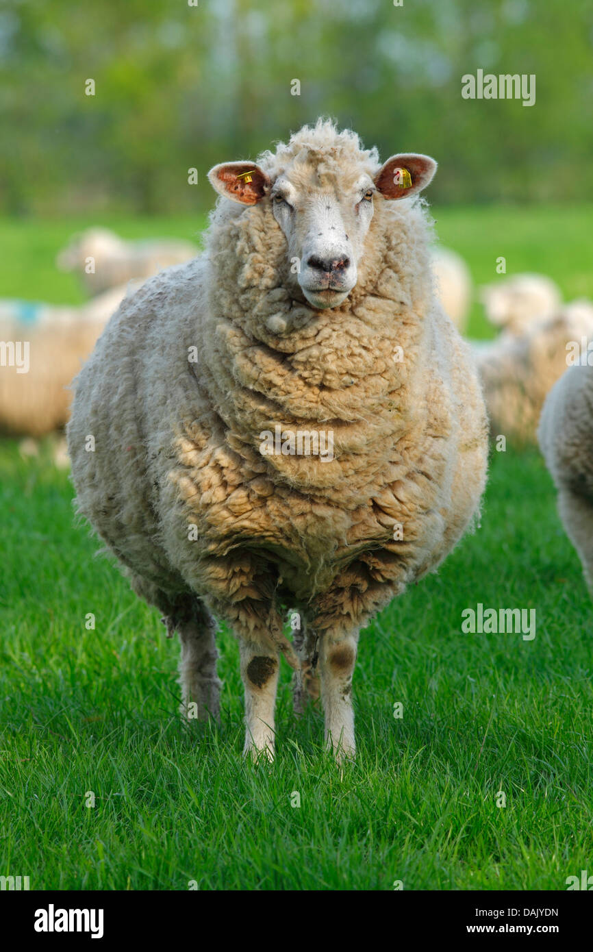 Domestic sheep (Ovis orientalis aries), ewe Stock Photo - Alamy