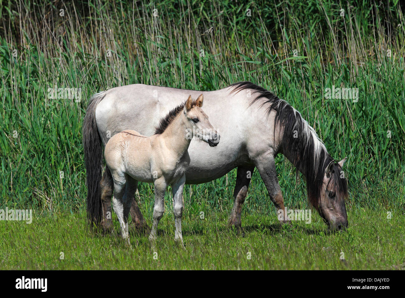 Mare and foal, Konik horse or Polish Primitive Horse, Tarpan breeding ...