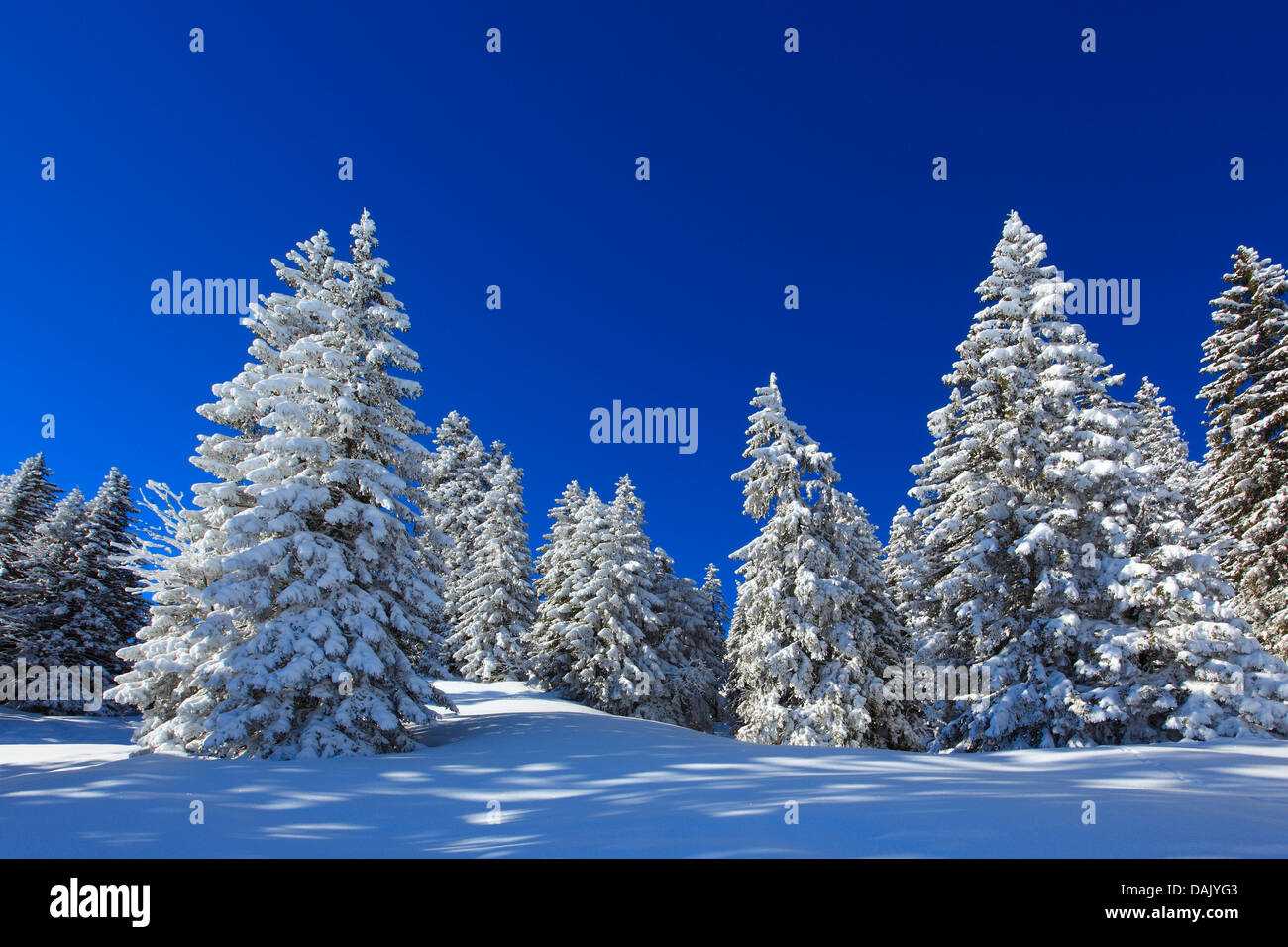 Norway spruce (Picea abies), snow-covered spruces in the Suisse Alps ...