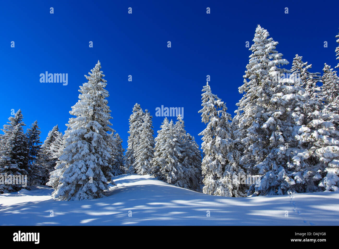 Snowbound picea abies trees hi-res stock photography and images - Alamy