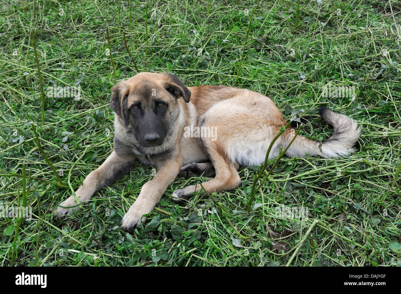 Azorean Herding Dog
