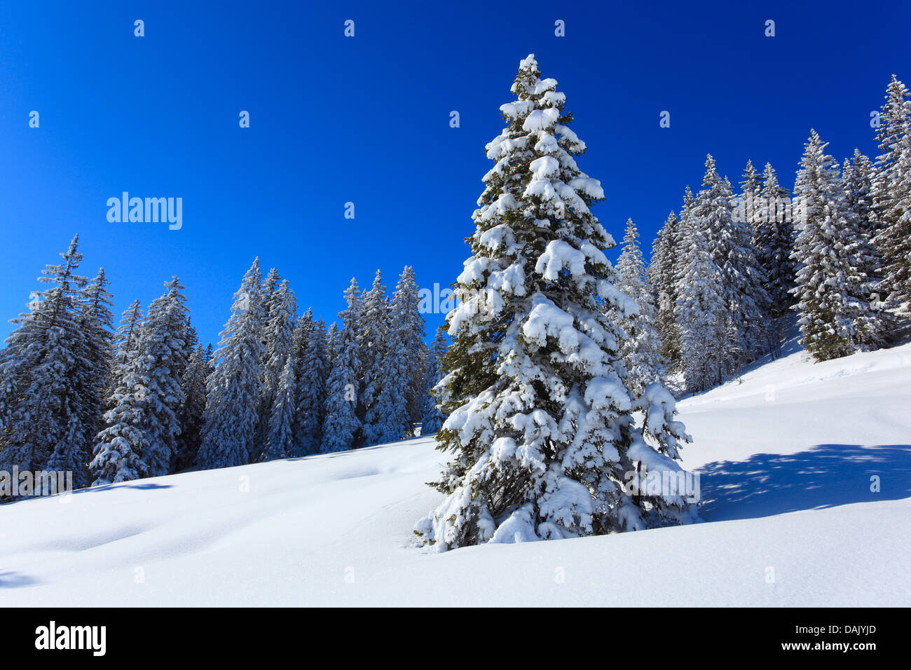 Norway spruce (Picea abies), snow-covered spruce in the Suisse Alps ...