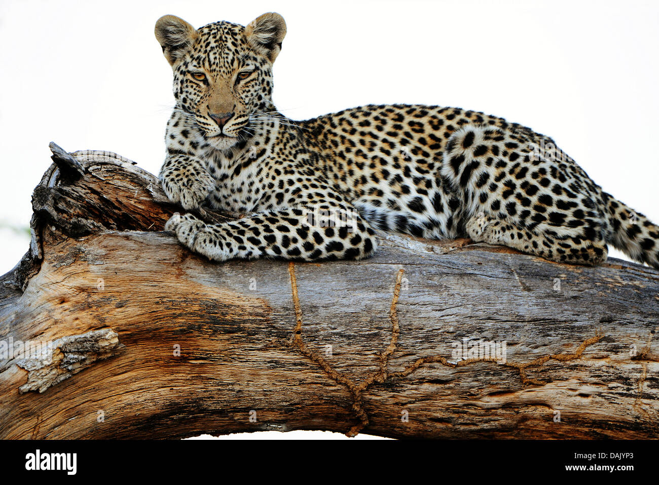 Leopard lying on tree trunk hi-res stock photography and images - Alamy
