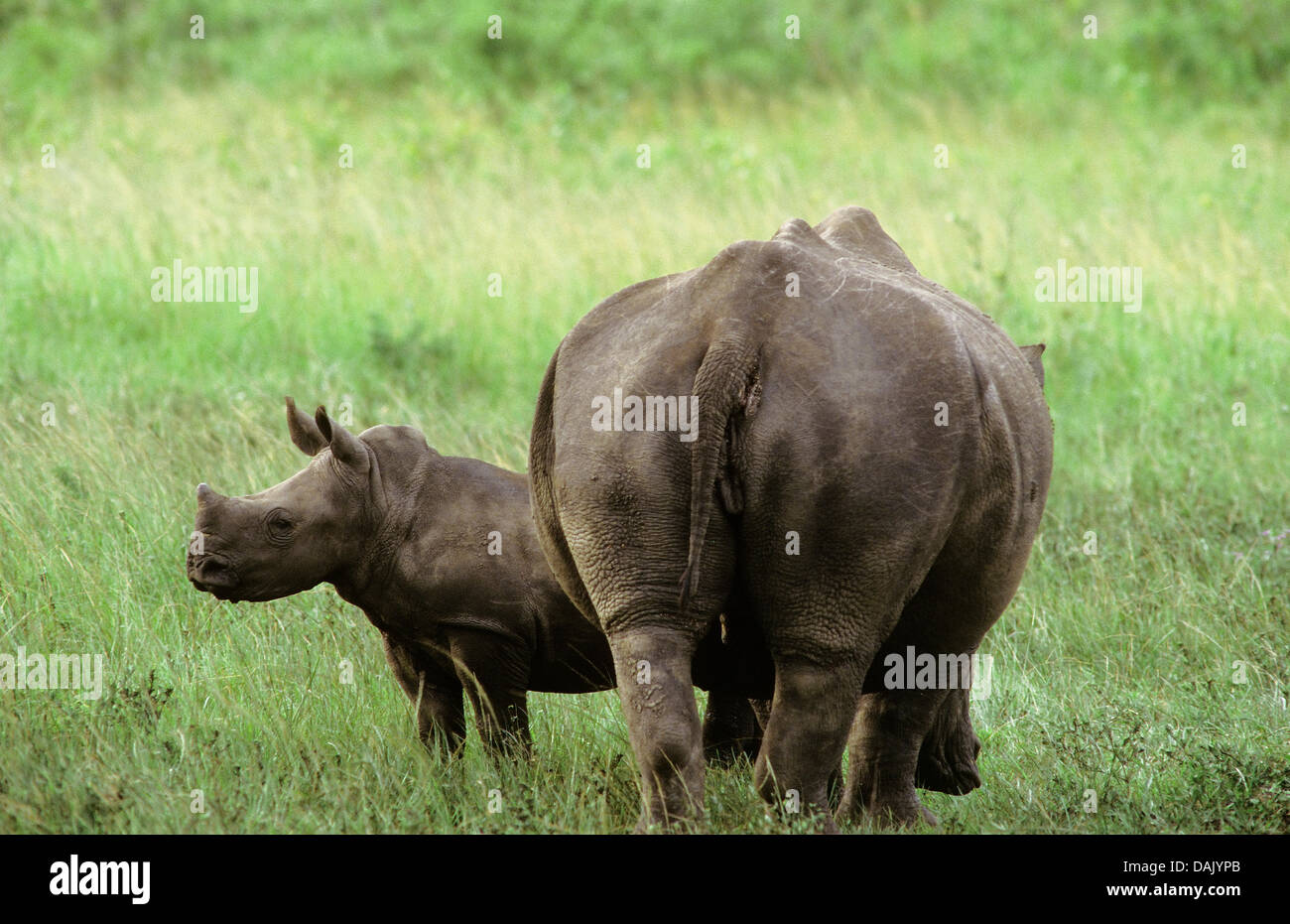 Northern White Rhinoceros or Square-lipped Rhinoceros (Ceratotherium ...