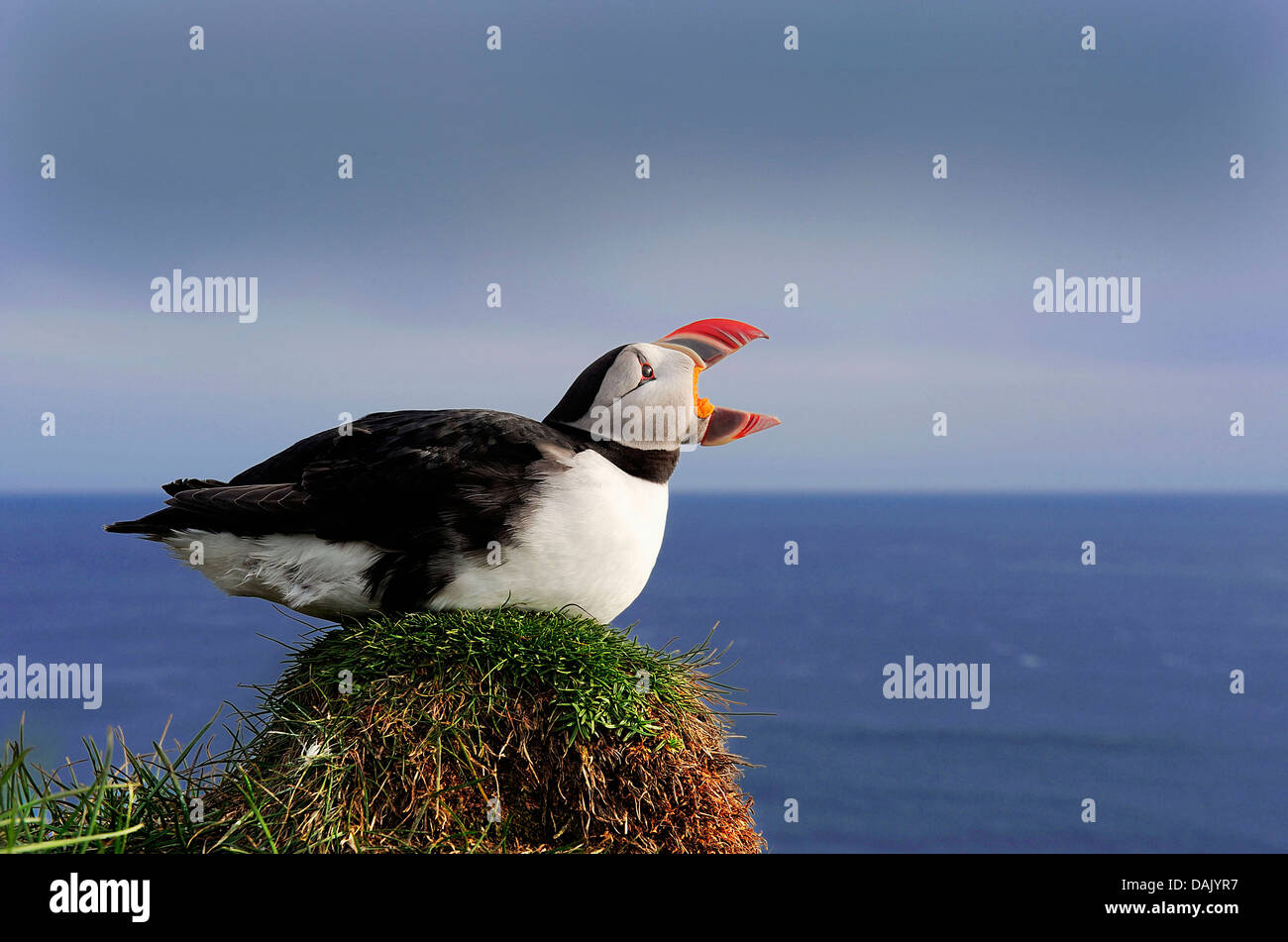 Puffin sounds hi-res stock photography and images - Alamy
