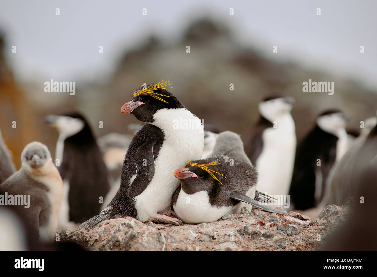 Macaroni Penguins (Eudyptes chrysolophus), pair on a nest Stock Photo ...