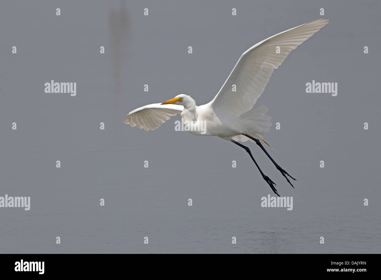 Great White Egret in flight Stock Photo - Alamy