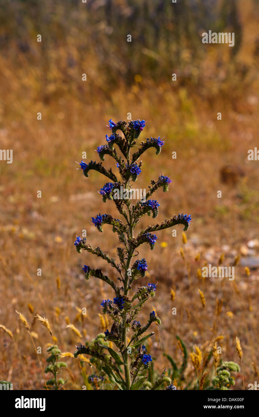 Viper's bugloss uk hi-res stock photography and images - Alamy
