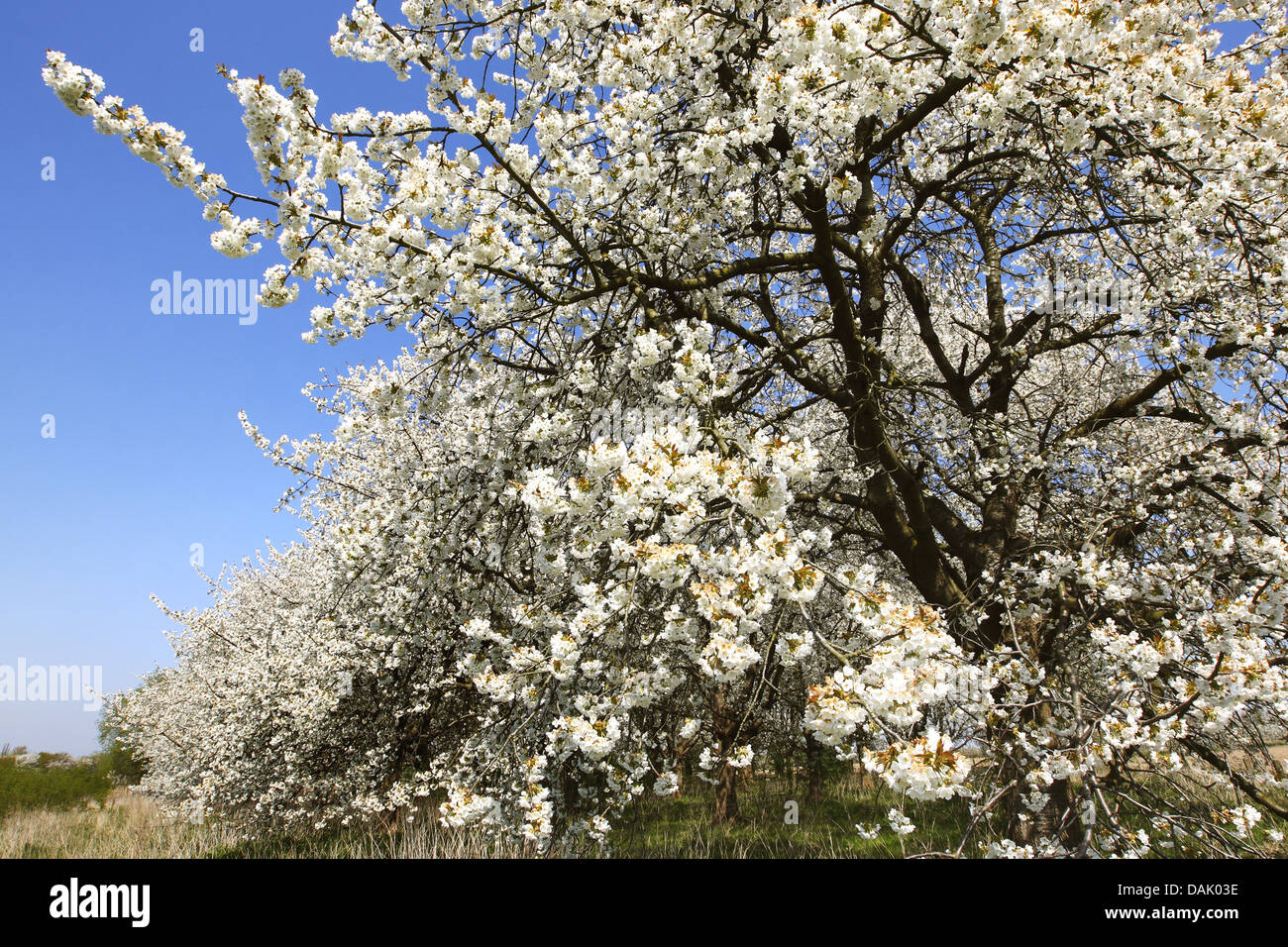 Spring fruit prunus avium orchard hi-res stock photography and images ...