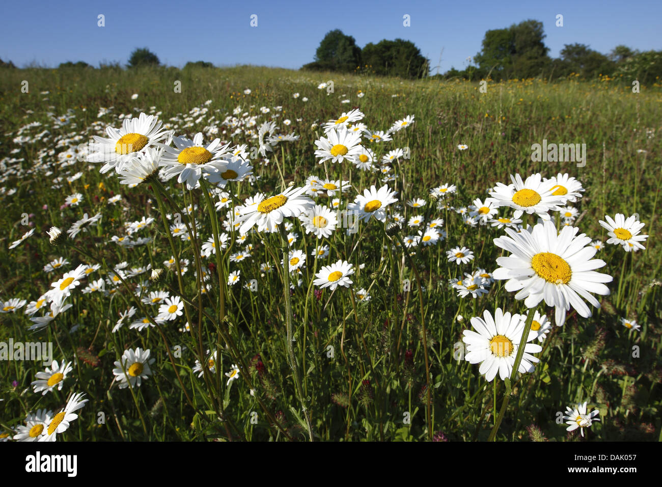 oxeye daisy, ox-eye daisy, white-weed, white daisy, dog daisy ...