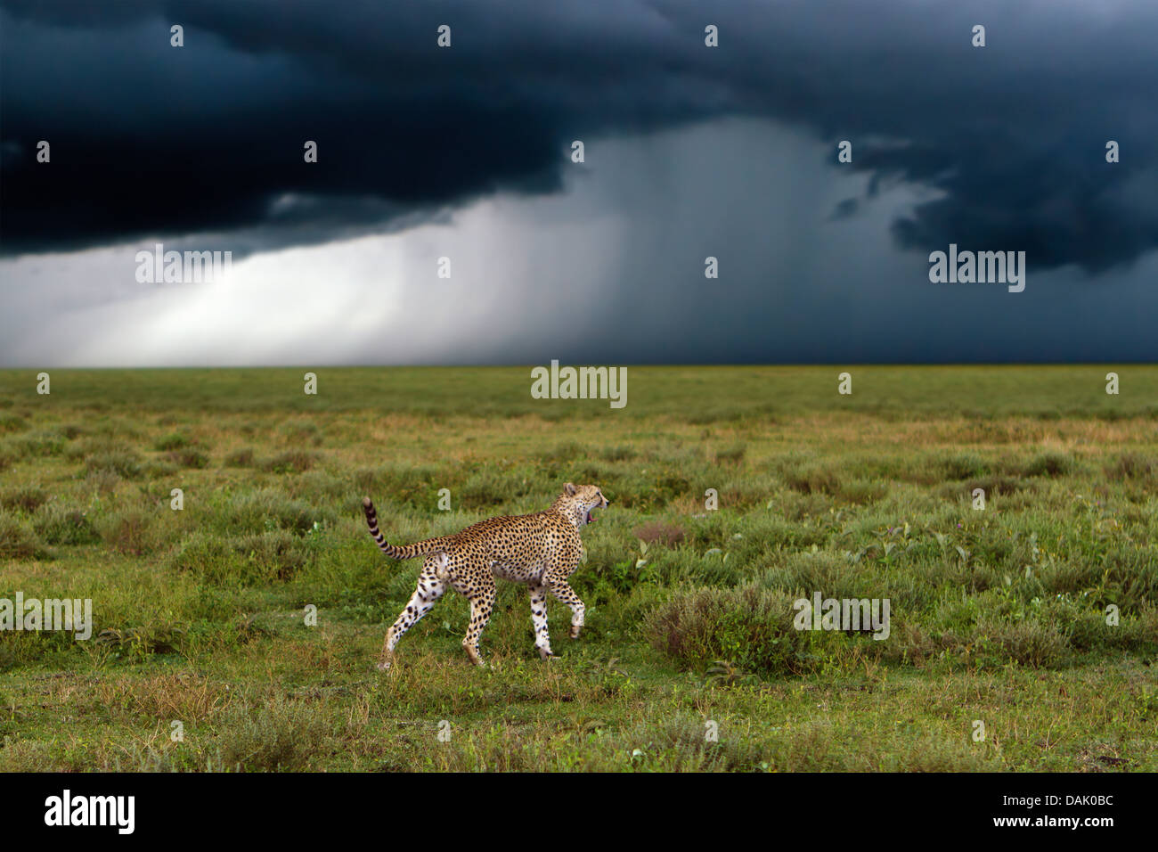 Gathering storm hi-res stock photography and images - Alamy