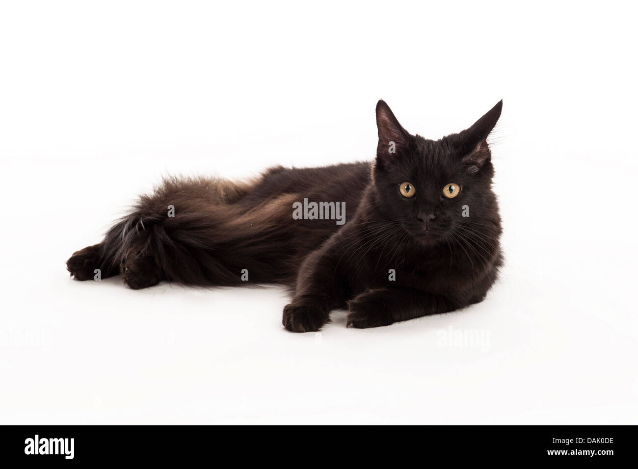 Black Maine Coon cat Stock Photo - Alamy