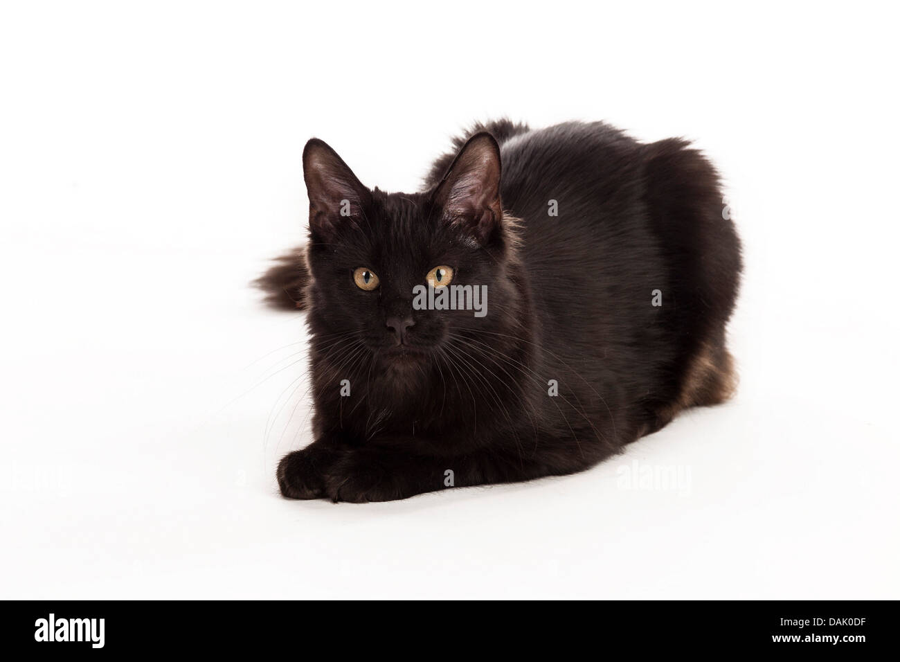 Black Maine Coon cat Stock Photo - Alamy