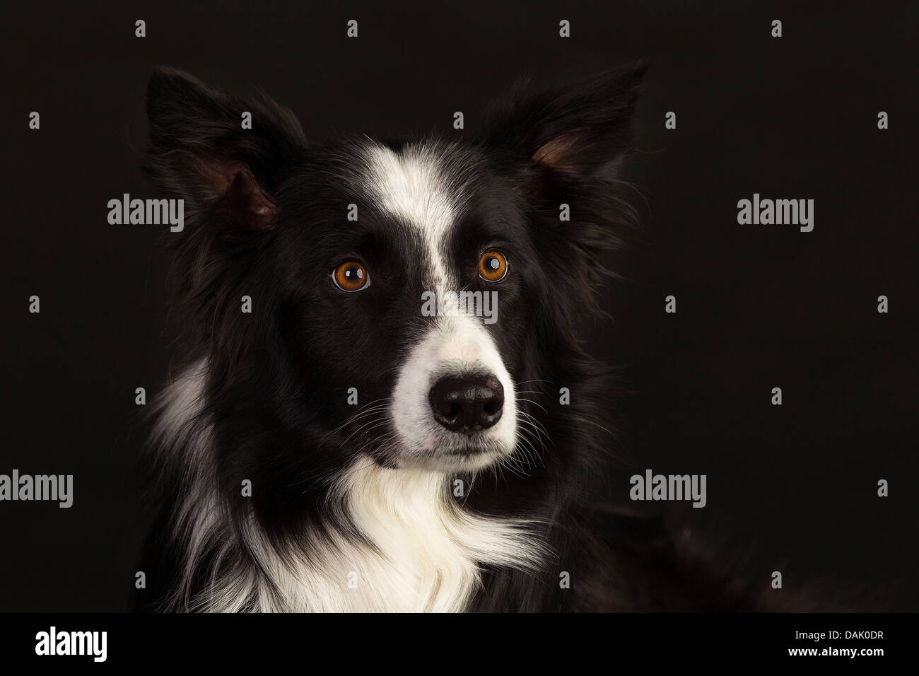 Close up border collie against white hi-res stock photography and ...
