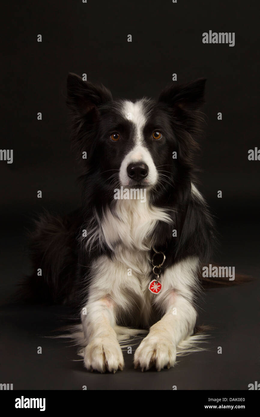 Close up border collie against white hi-res stock photography and ...