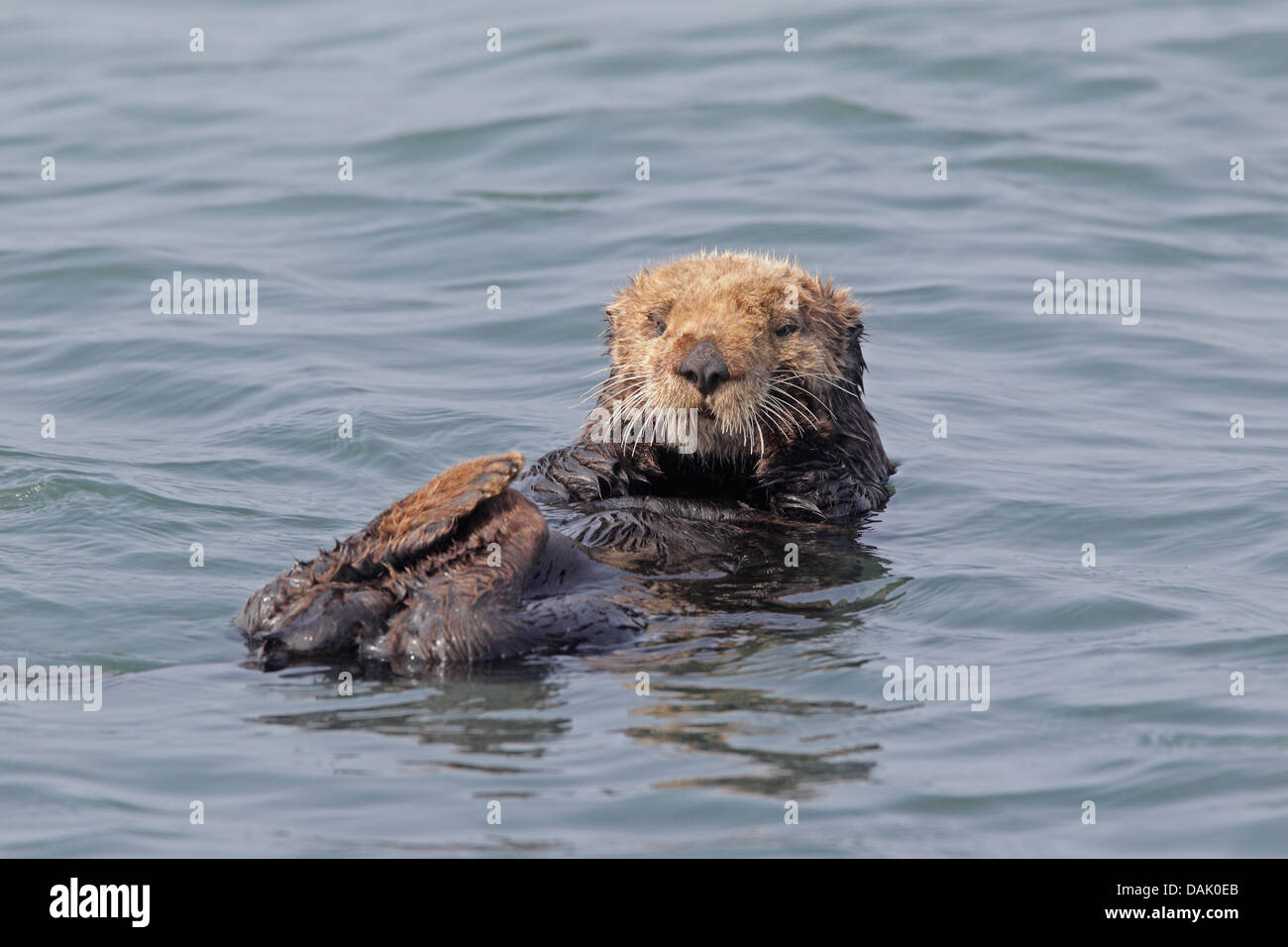 Californian sea hi-res stock photography and images - Alamy