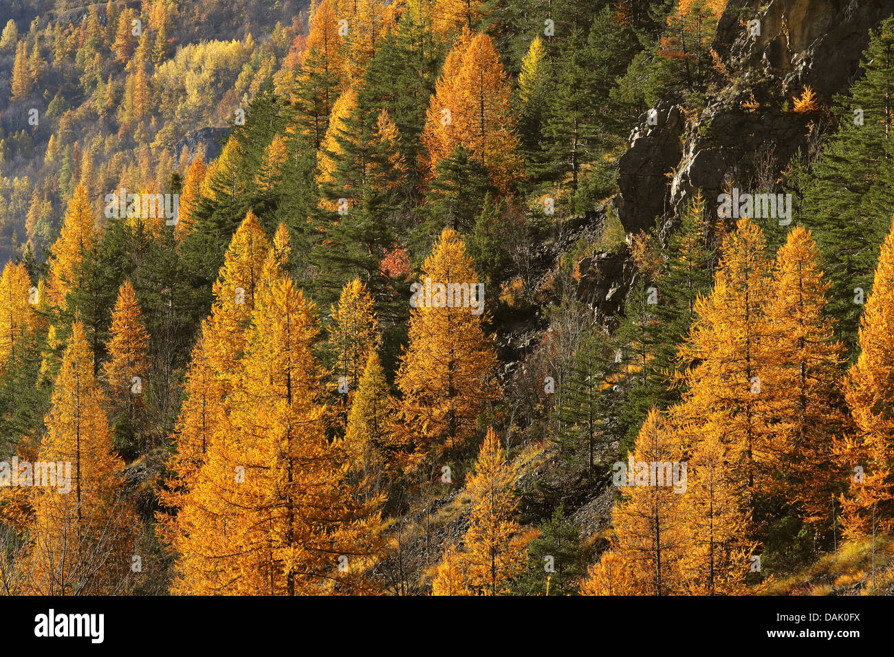 common larch, European larch (Larix decidua, Larix europaea), autumn ...