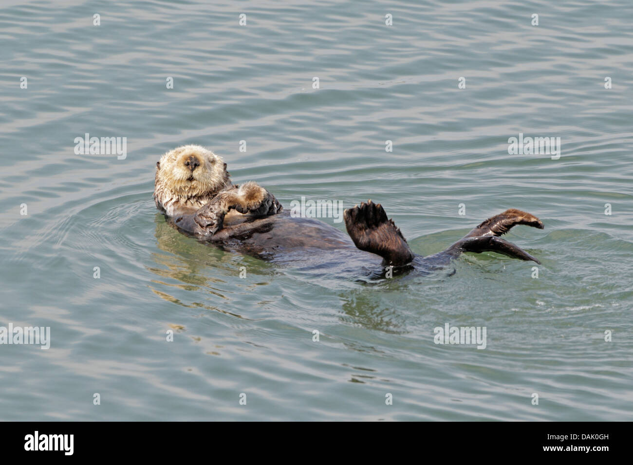 Californian Sea Otter Stock Photo - Alamy