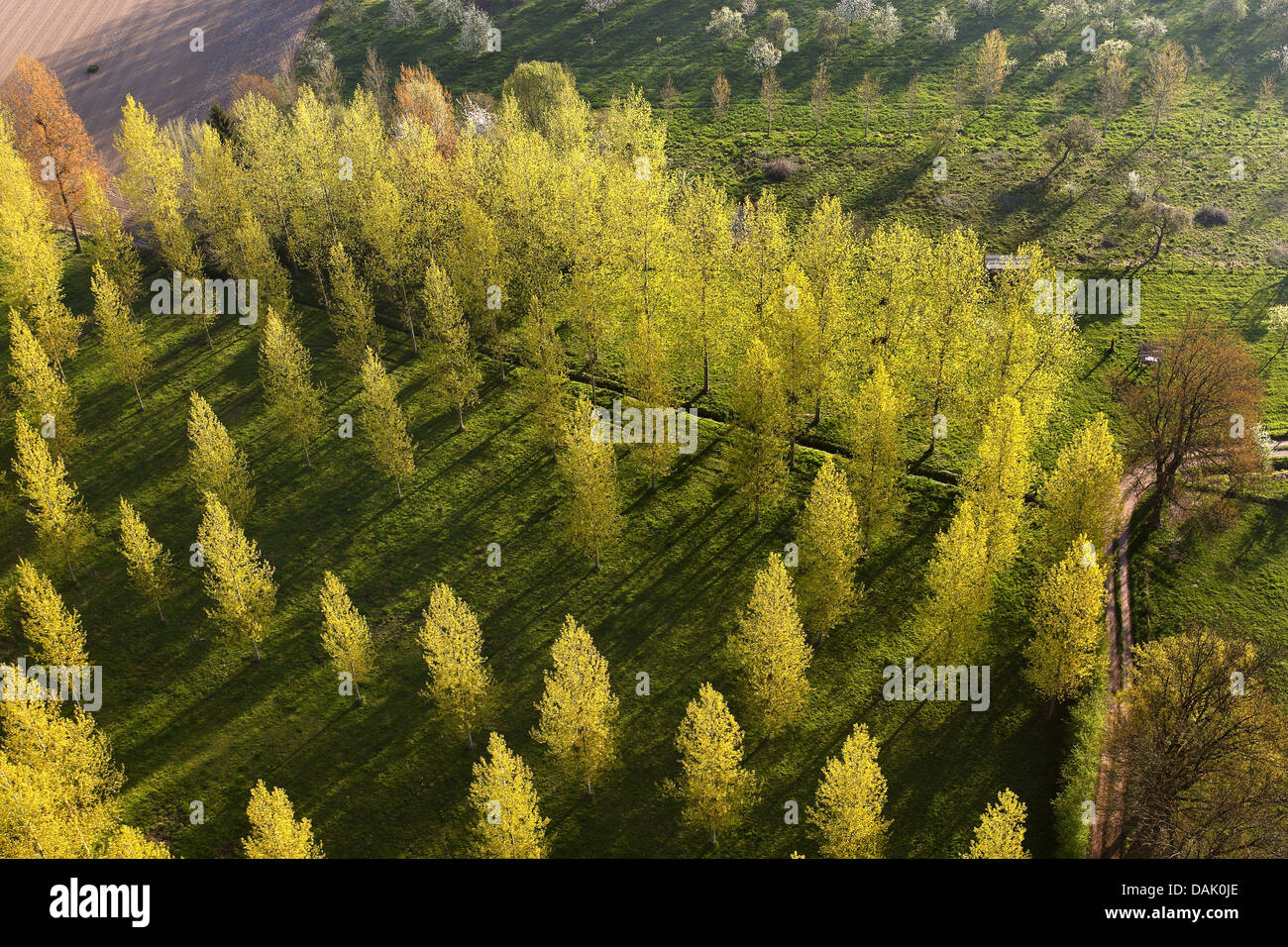 aspen, poplar (Populus spec.), aerial view to poplars, Belgium Stock ...
