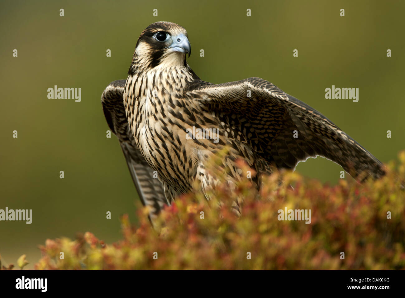 peregrine falcon (Falco peregrinus), standing on the ground, United ...