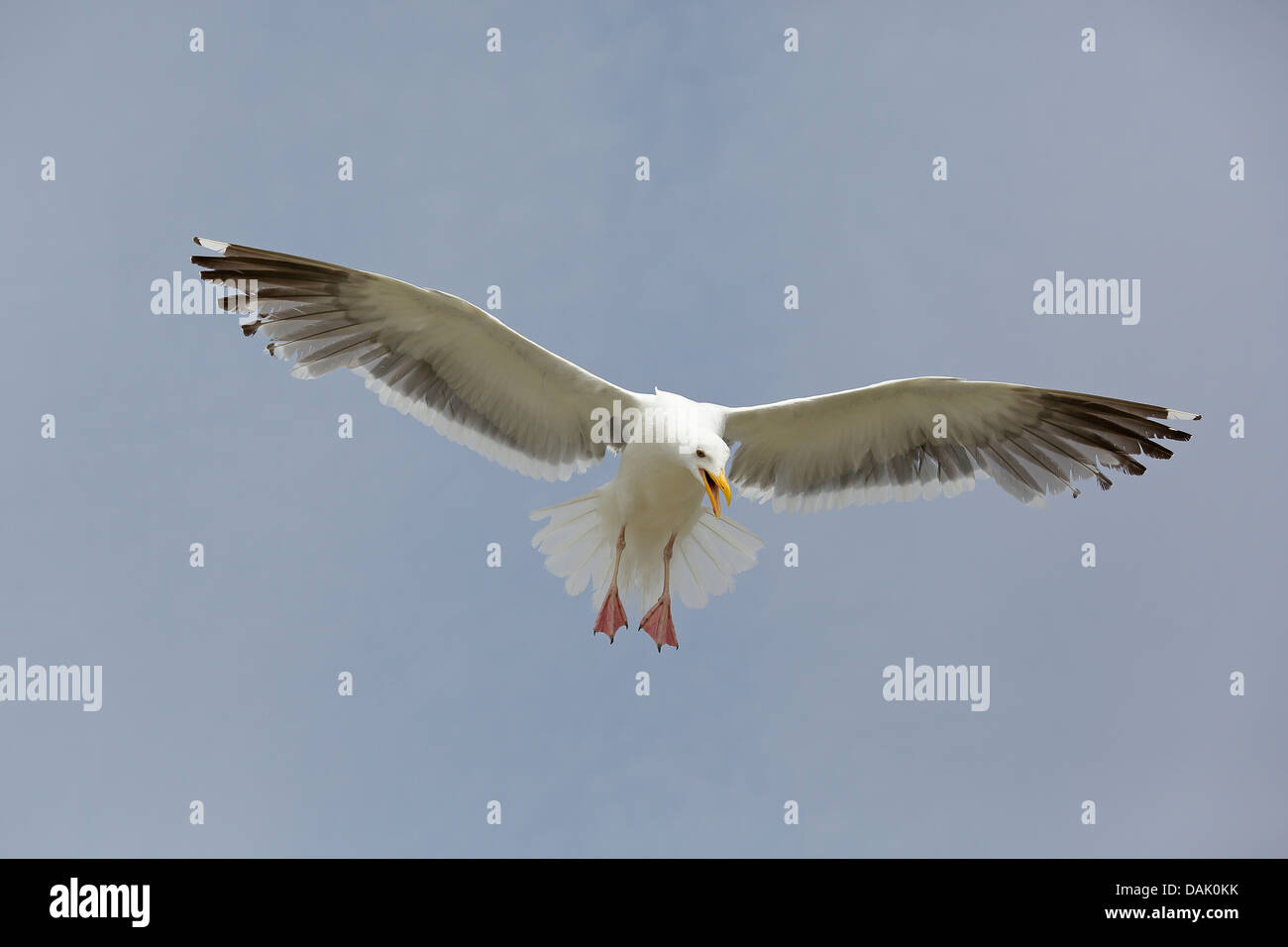 Adult western hi-res stock photography and images - Alamy