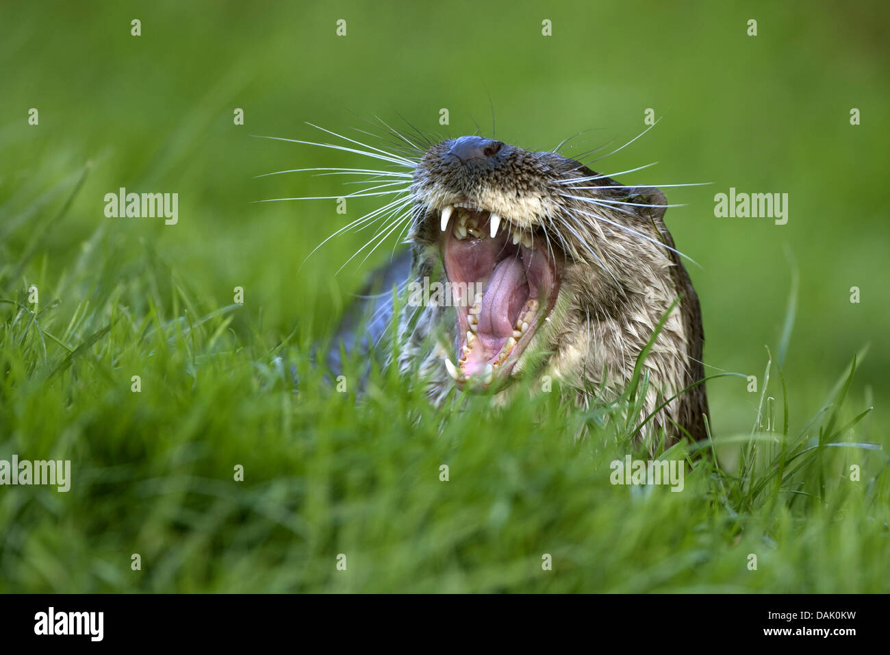 European river otter, European Otter, Eurasian Otter (Lutra lutra ...