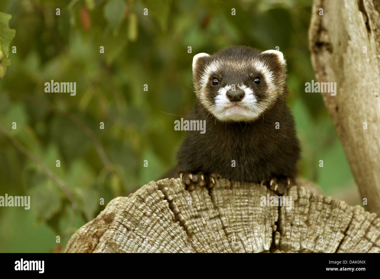 Polecat on tree hi-res stock photography and images - Alamy