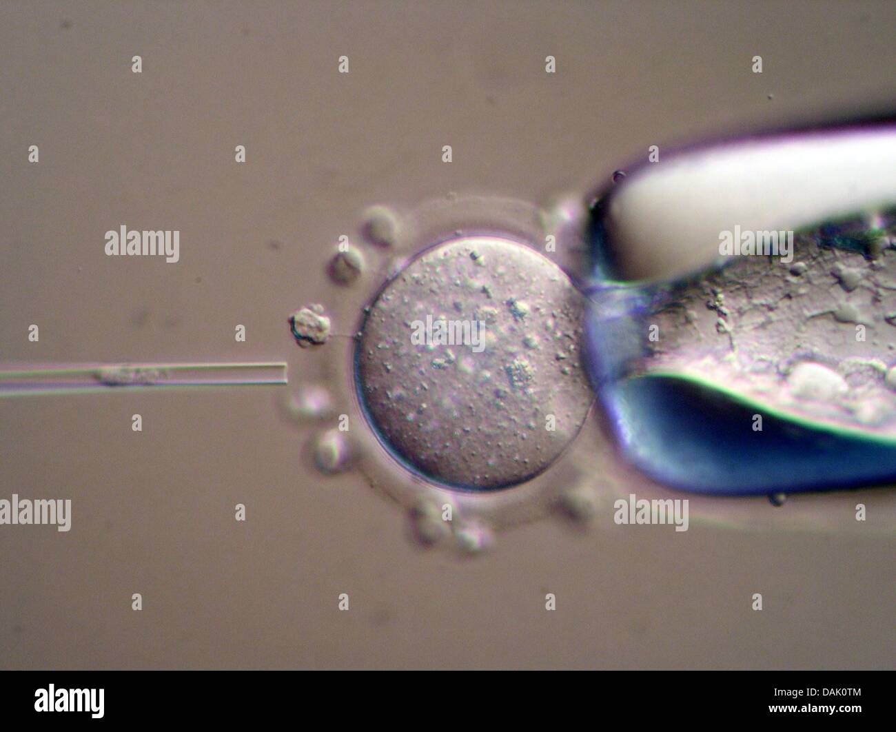 HANDOUT - An undated handout picture from the Max Planck Institute for ...