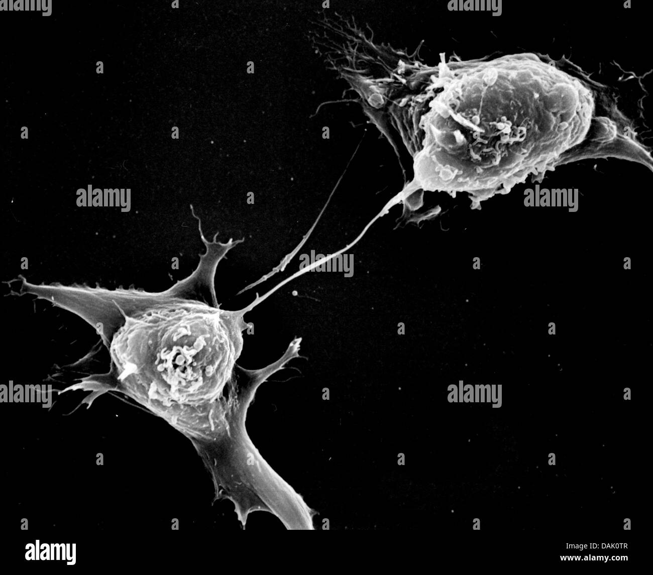 Cell Reproduction Microscope