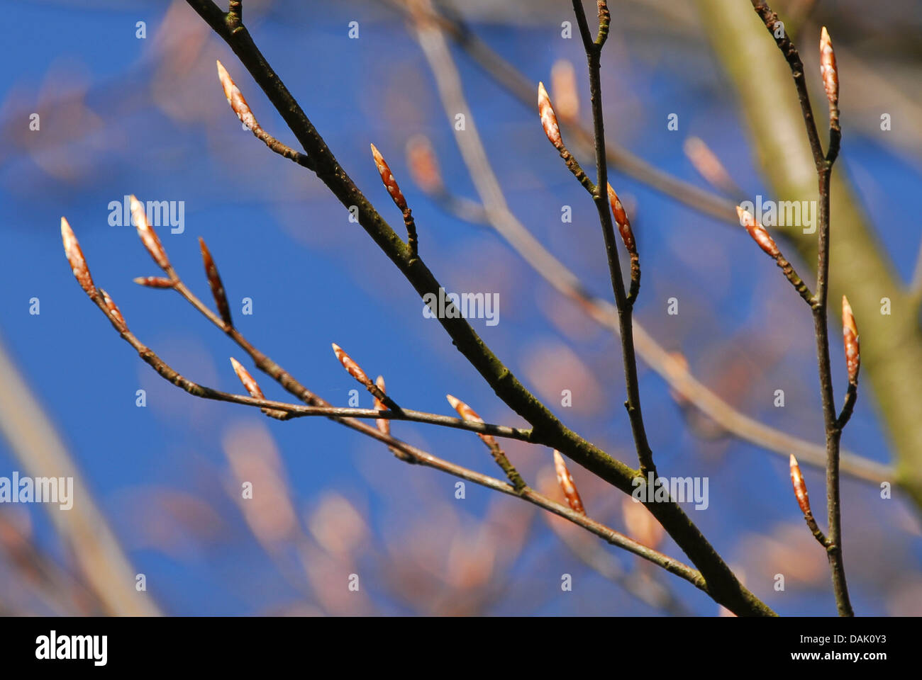 Fagus sylvatica leaf bud hi-res stock photography and images - Alamy