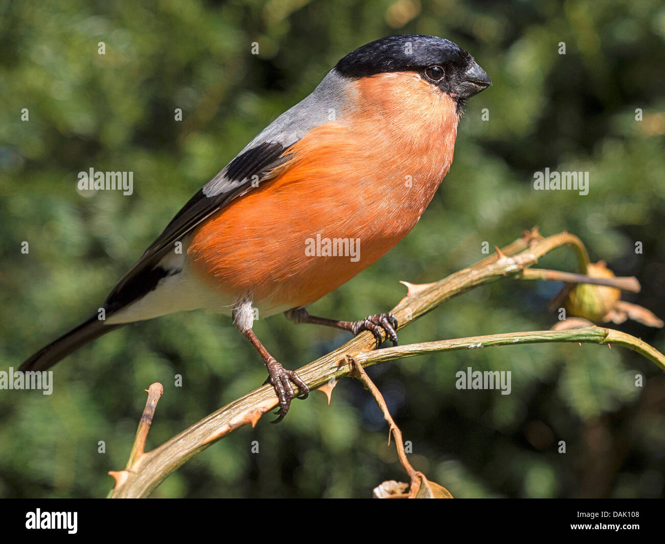 bullfinch, Eurasian bullfinch, northern bullfinch (Pyrrhula pyrrhula ...