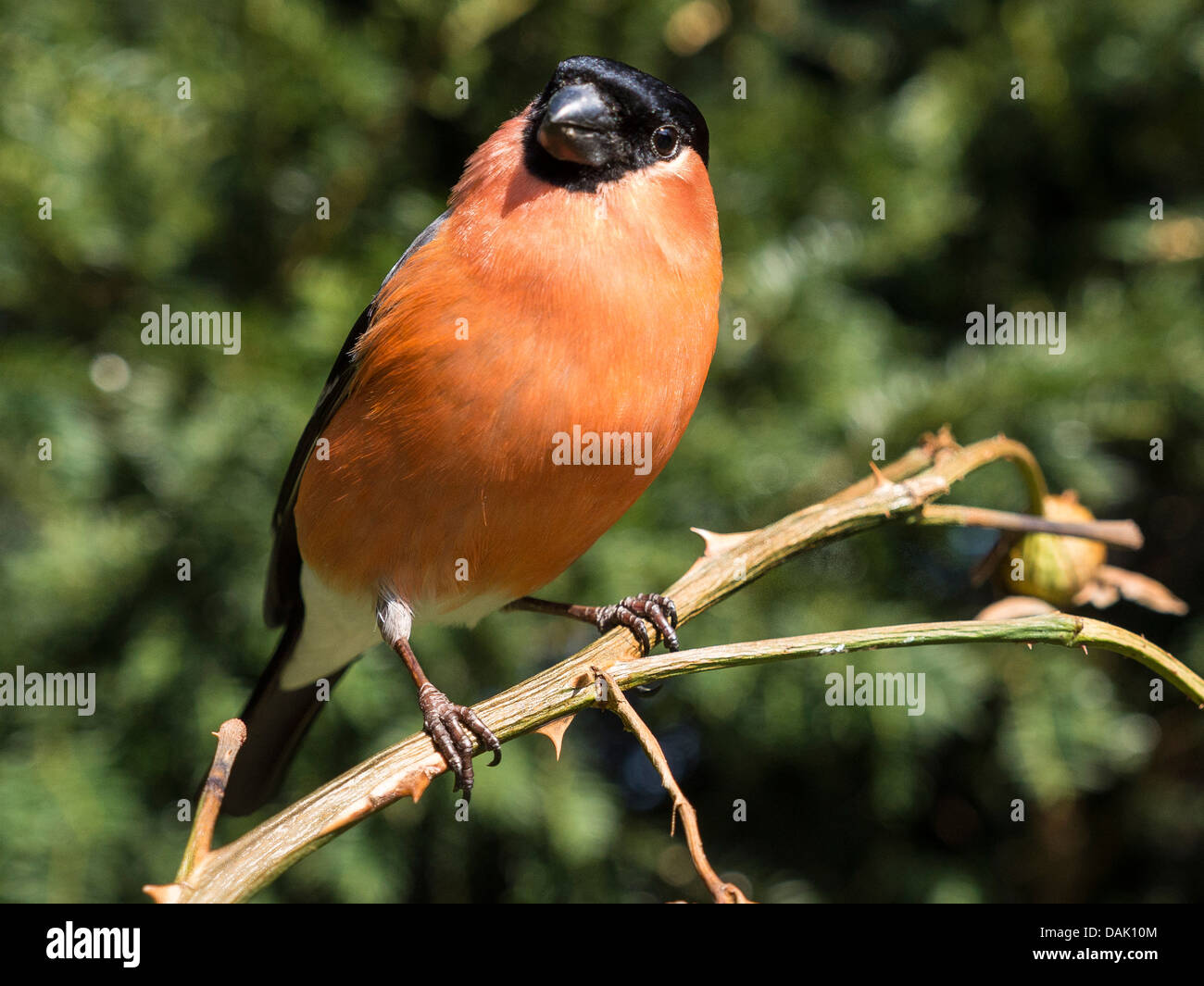 bullfinch, Eurasian bullfinch, northern bullfinch (Pyrrhula pyrrhula ...