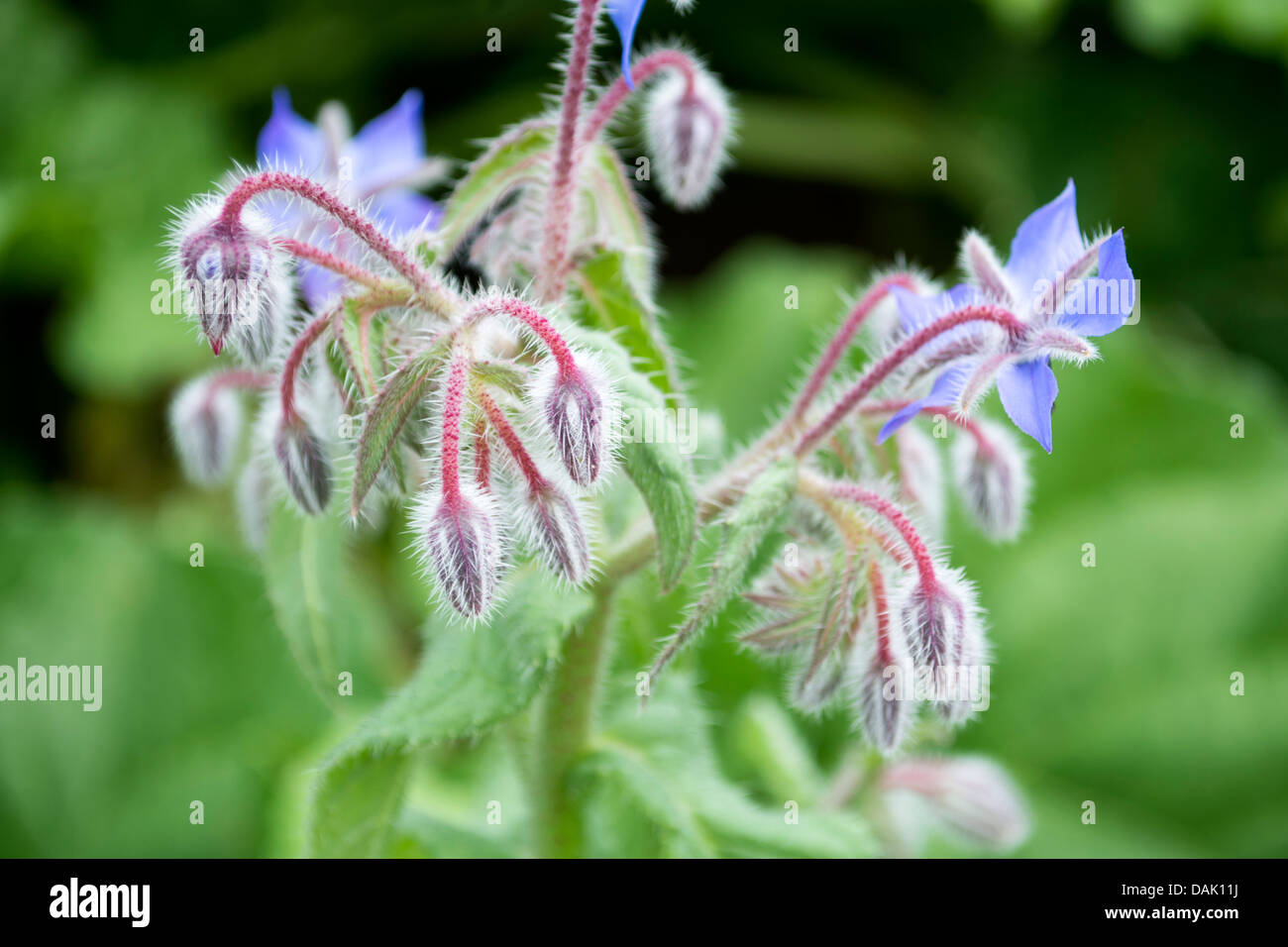 Borage plant hi-res stock photography and images - Alamy