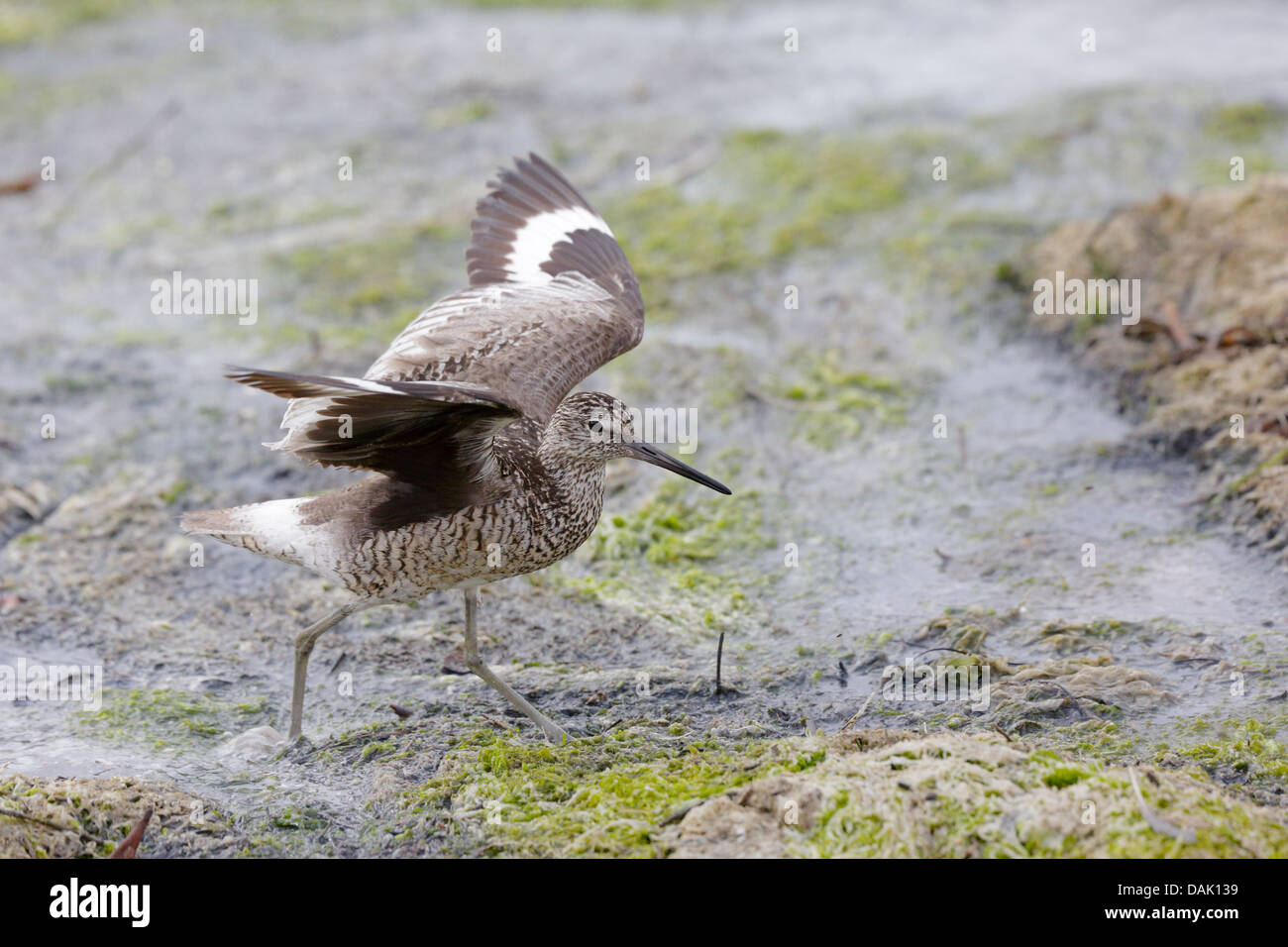 Willet in breeding plumage Stock Photo - Alamy