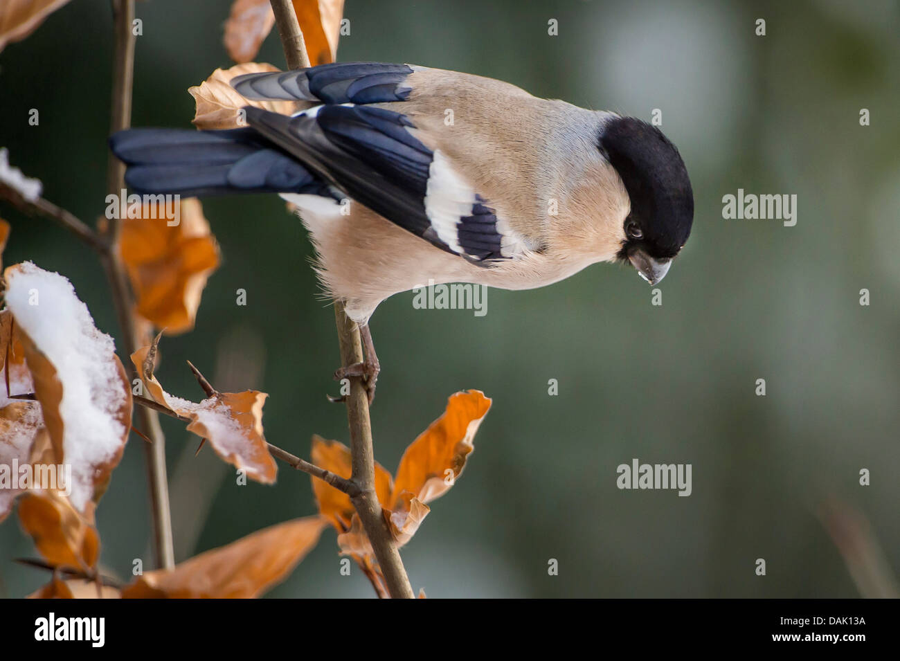 bullfinch, Eurasian bullfinch, northern bullfinch (Pyrrhula pyrrhula ...