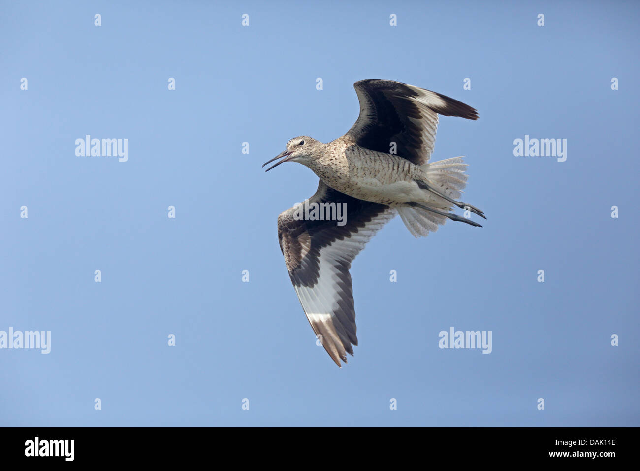 Willet flying hi-res stock photography and images - Alamy