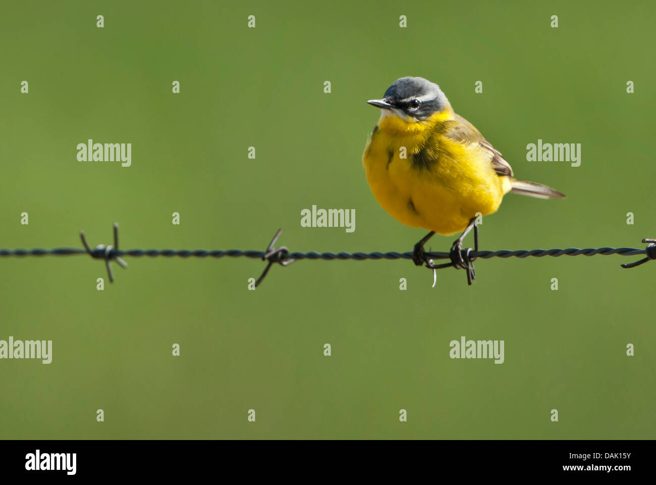 Barbed tail hi-res stock photography and images - Alamy