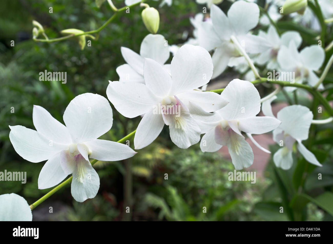 Orchids of garden hi-res stock photography and images - Alamy