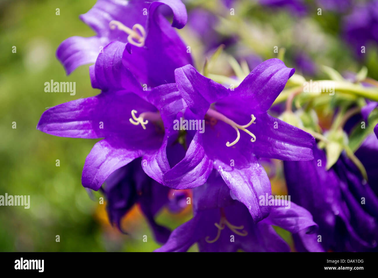 Purple flowers garden hi-res stock photography and images - Alamy