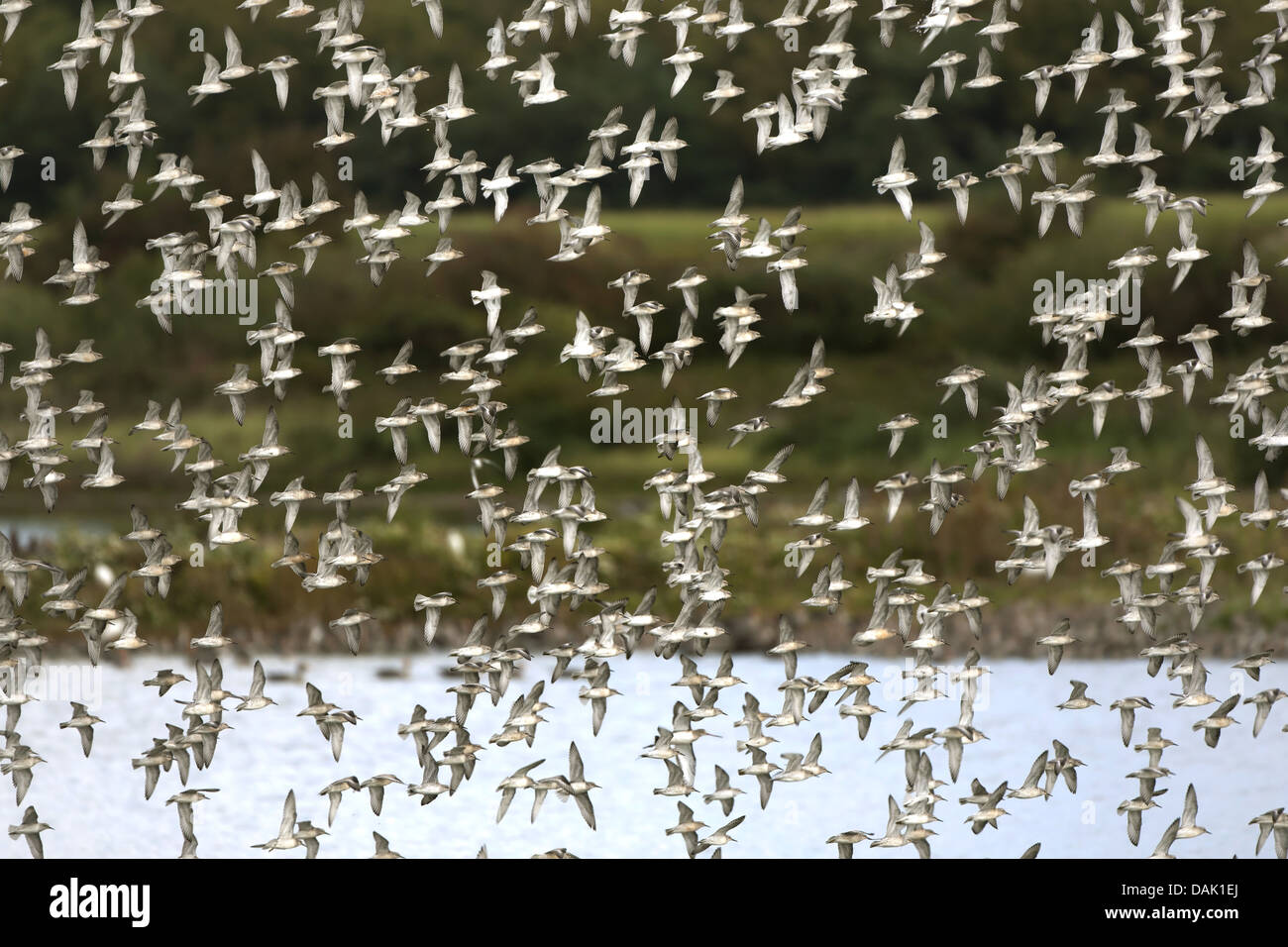 red knot (Calidris canutus), large flock in flight, Netherlands ...
