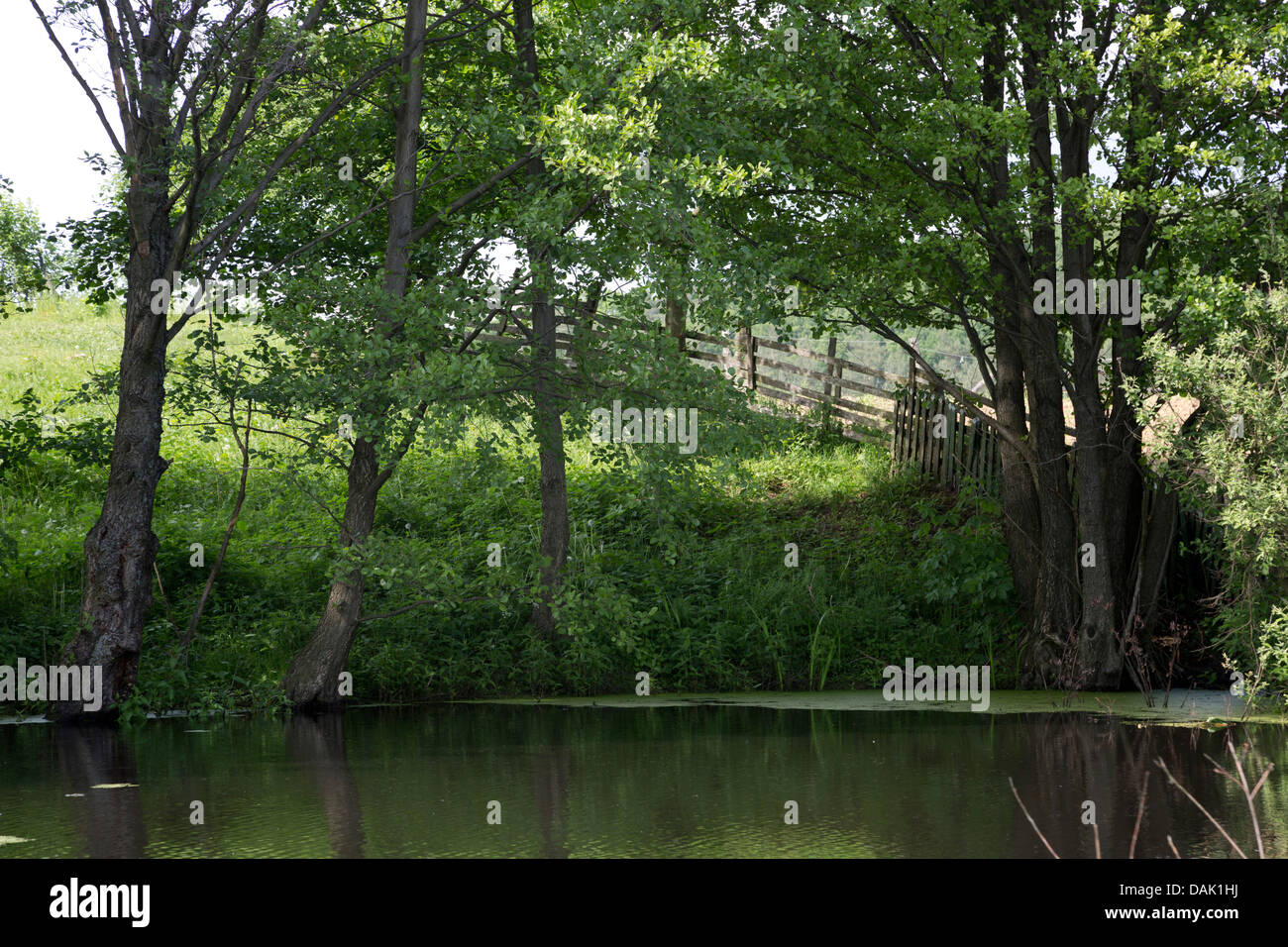2000 trees hi-res stock photography and images - Alamy