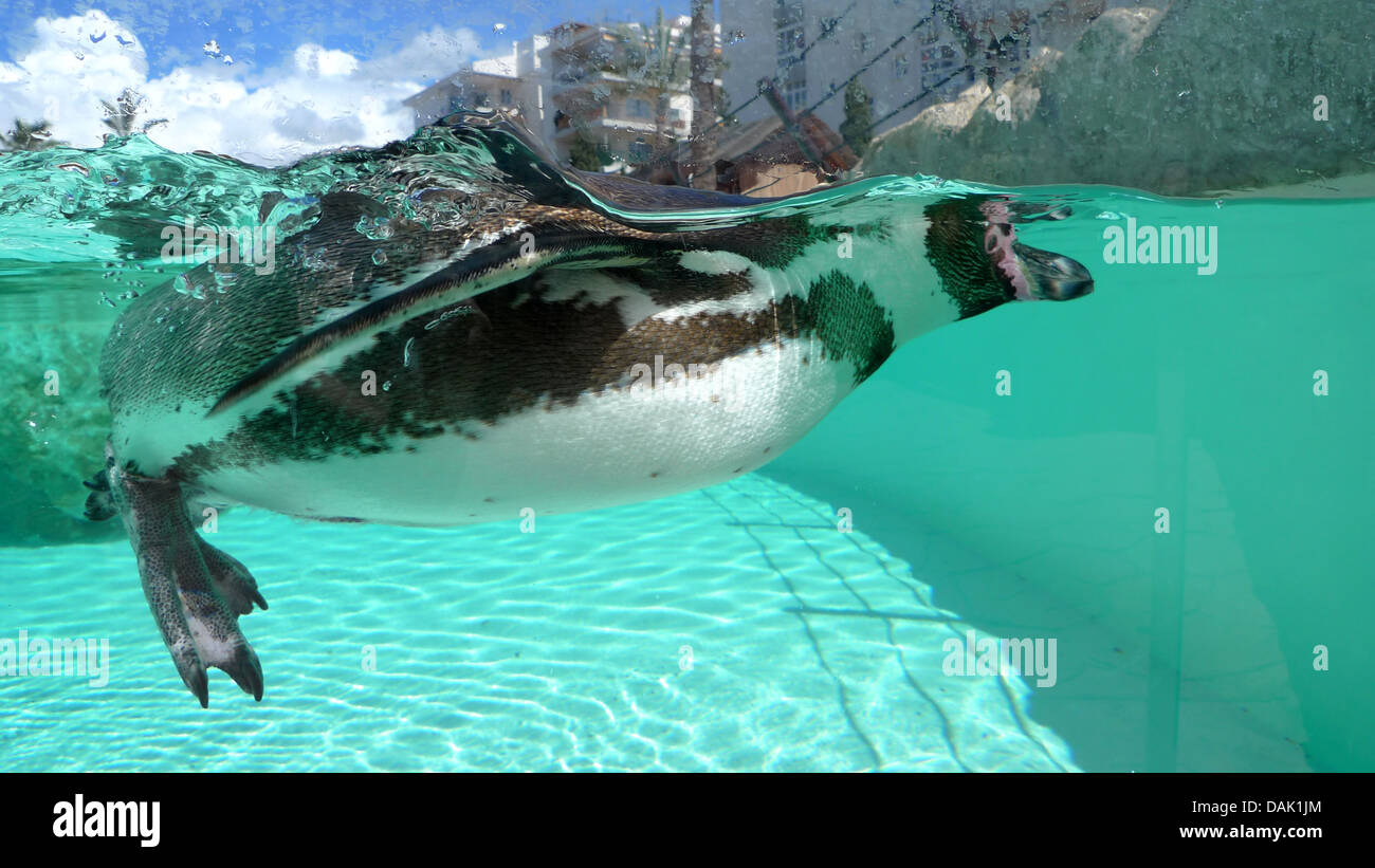 Split view penguin swimming hi-res stock photography and images - Alamy