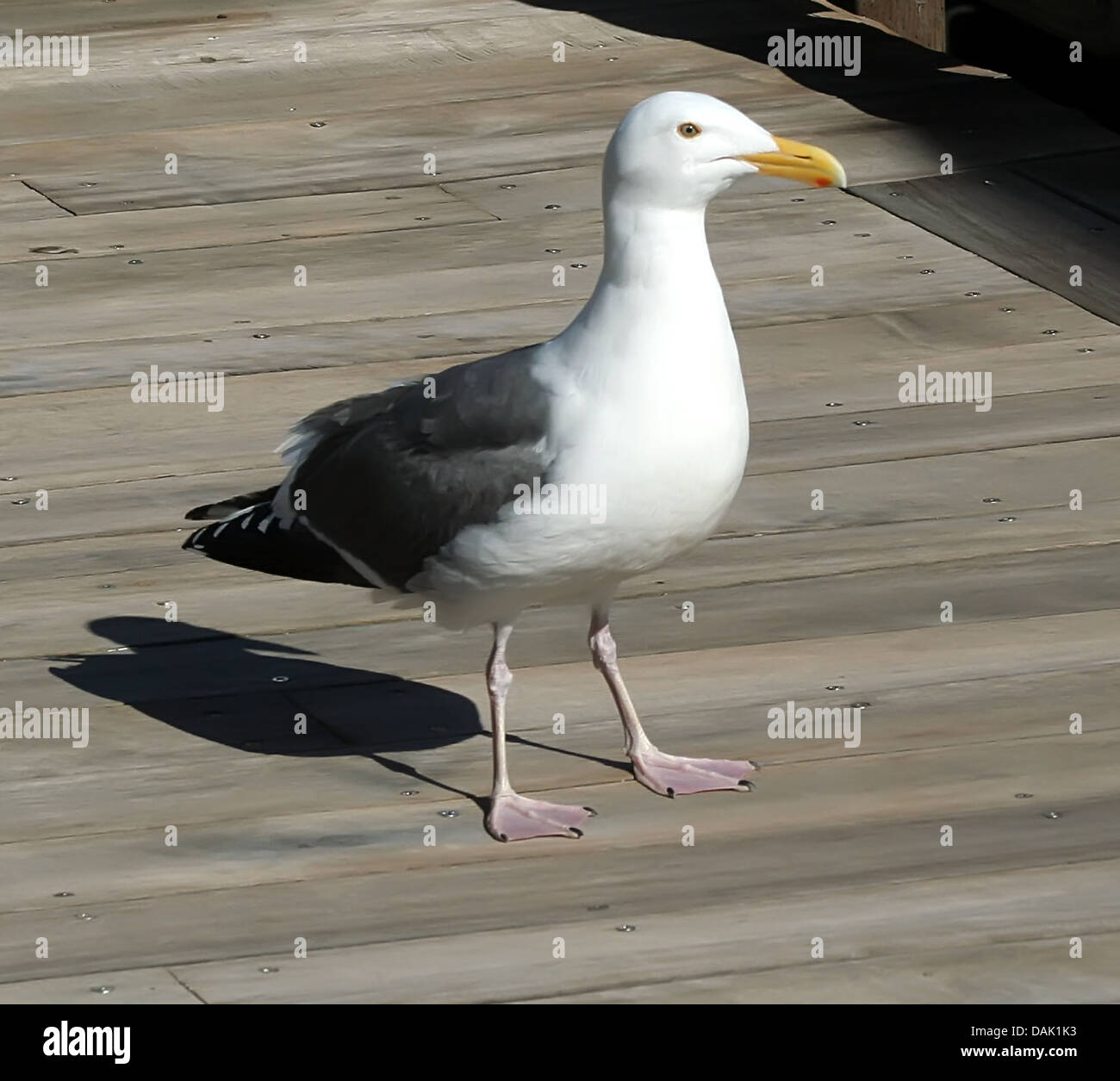 Animal sea hi-res stock photography and images - Alamy