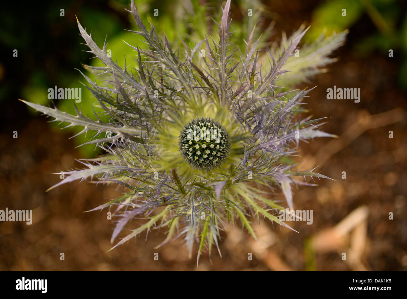 Thistle scotland emblem hi-res stock photography and images - Alamy