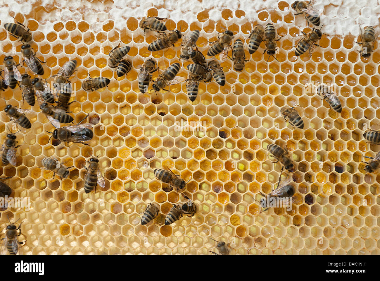 Bees reproduction hi-res stock photography and images - Alamy